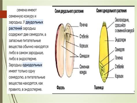 Ботаника Строение семян однодольных и двудольных растений Прорастание семян Отдел