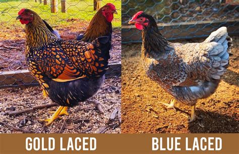 Silver Laced Wyandotte Breed Profile Chicken Fans