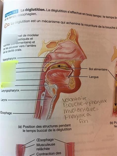 Diagram Of Dégluttion Quizlet