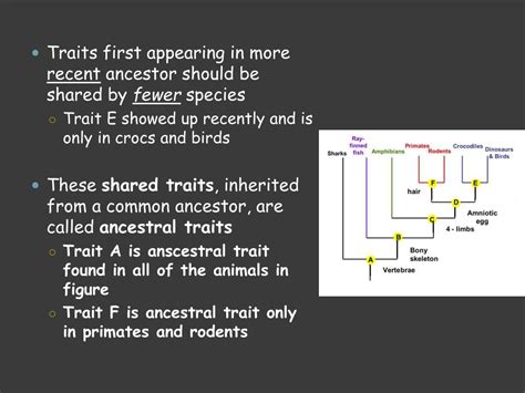 ppt reconstructing and using phylogenies powerpoint presentation