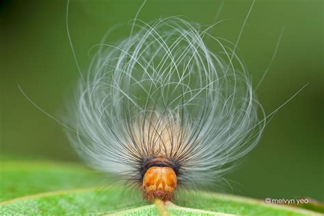 Sexy Caterpillar By Melvynyeo On Deviantart