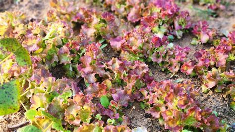 가을 텃밭 상추 키우기 가을 상추 심는 시기 씨앗 파종 시기 네이버 블로그