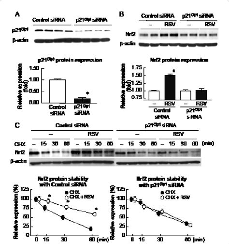 P21 Cip1 Enhances Nuclear Factor Erythroid 2 Related Factor 2 Nrf2