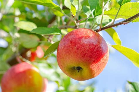 사과 과일 나무 Pixabay의 무료 사진