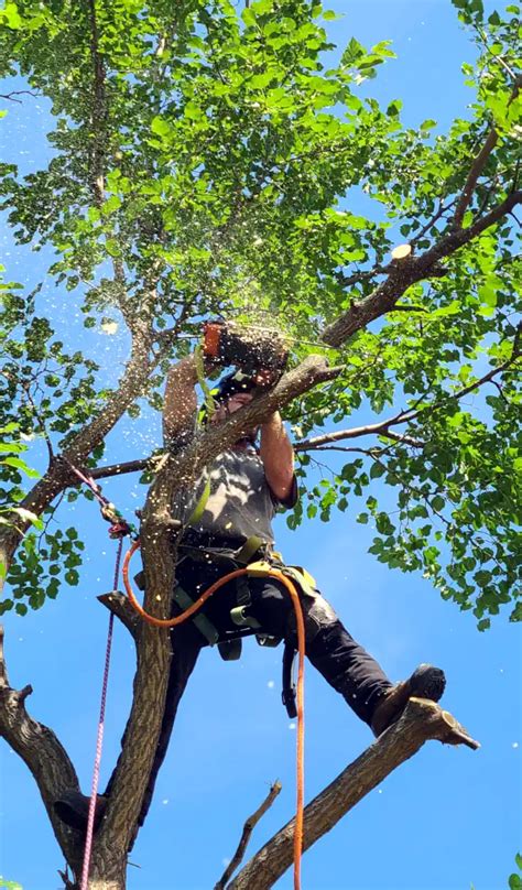 Tree Pruning Services BigLeaf Tree Service