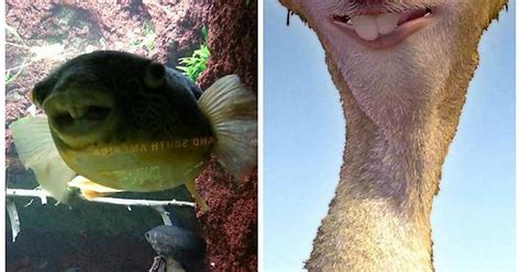 They Must Share An Ancestor Imgur