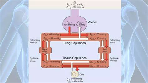 Амьсгалын эрхтэн тогтолцооны физиологи Pptx