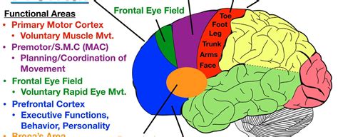 The Certain Neurons In The Human Brain S Premotor Cortex Are Used For Tactical Sensation And