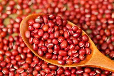 红豆图片素材 红豆设计素材 红豆摄影作品 红豆源文件下载 红豆图片素材下载 红豆背景素材 红豆模板下载 搜索中心