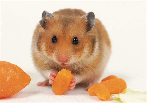 Фото и картинки хомяков