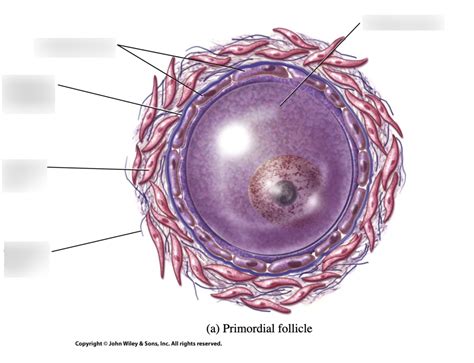 Ahs 132 Reproductive Female Primordial Follicle Diagram Quizlet