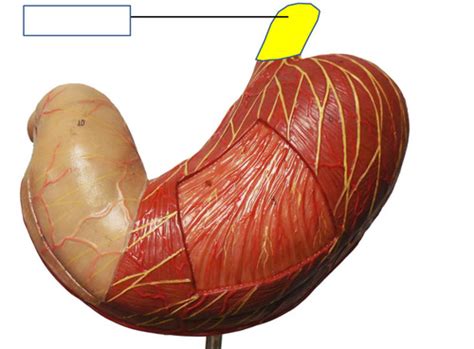 Stomach And Duodenum Model Flashcards Quizlet