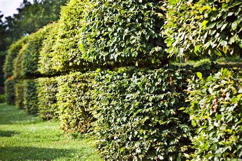 The Top 7 Noise Blocking Plants In Australia Lawn Com Au