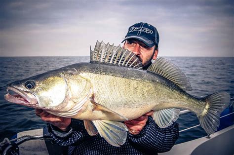 Angeln auf Zander in Bodden - Master Guiding Rügen
