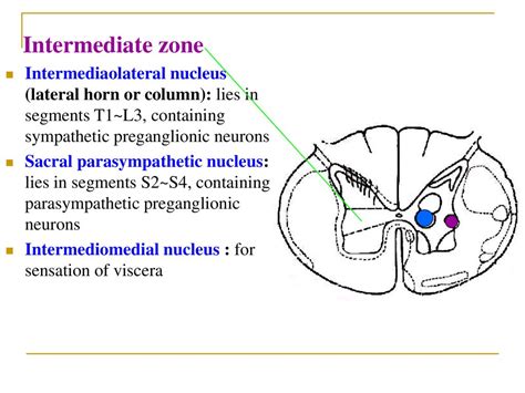 The Nervous System ——the Spinal Cord Ppt Download
