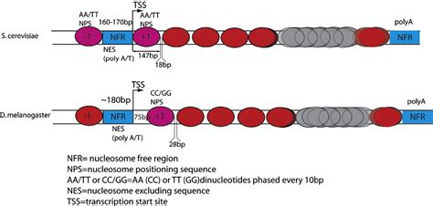 Boolean Semantic Scholar