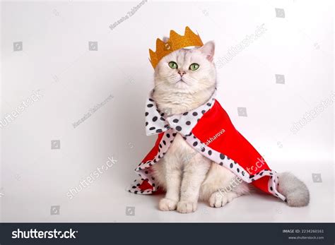 Cat Wearing Robe At Marshall Hite Blog