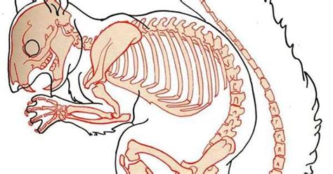 Exploring The Intricacies Of Squirrel Anatomy A Comprehensive Diagram