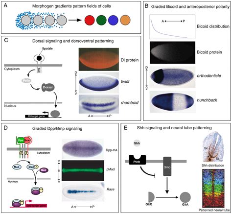 The Interpretation Of Morphogen Gradients Development The Company