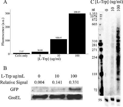 Biochemical Validation Of Reporter System Demonstrates Dose Dependent Download Scientific