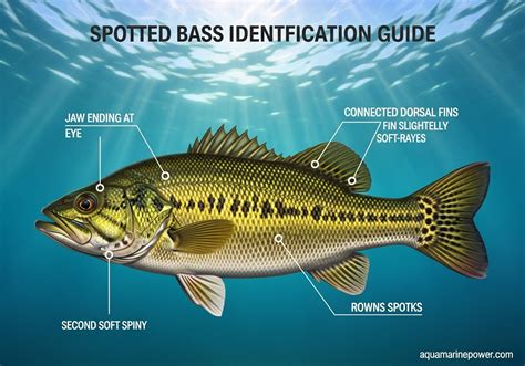 Spotted Bass Complete Guide Vs Largemouth And Smallmouth