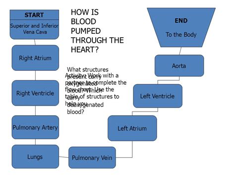 Circulatory System Flow Chart
