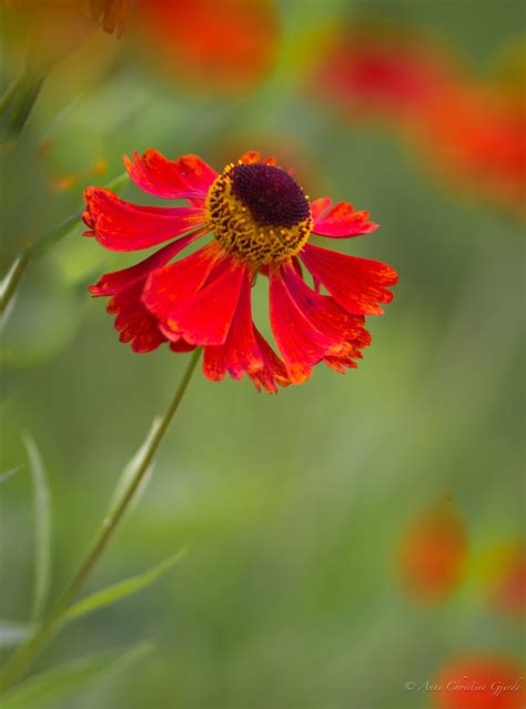 Septemberfotografen 2015 Anne Christine Gjerde Fotoklubben Lukkertid
