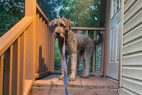 Cane Corso Poodle Mix Are They Hypoallergenic What To Expect