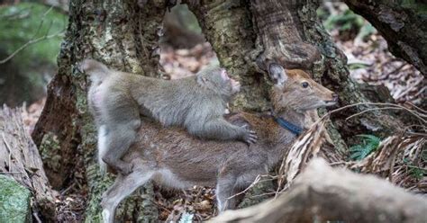 Affe Hatte In Japan Sex Mit Hirschkuh Salzburg24at