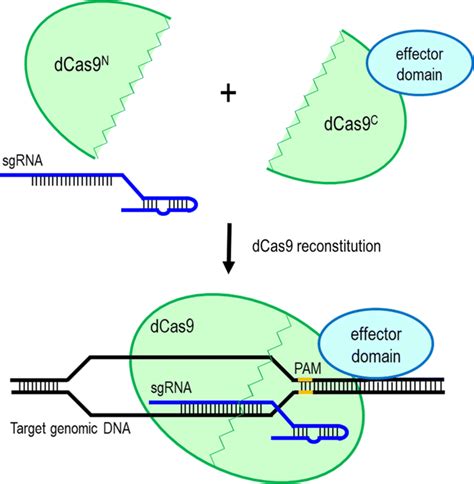 Split Dcas9 System Using Dual Aav Vectors Dcas9 Is Split Into Two
