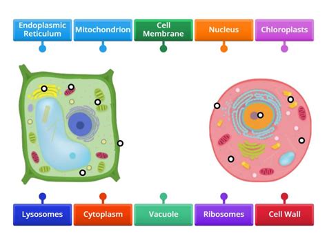 Labelling Cells Revision Labelled Diagram