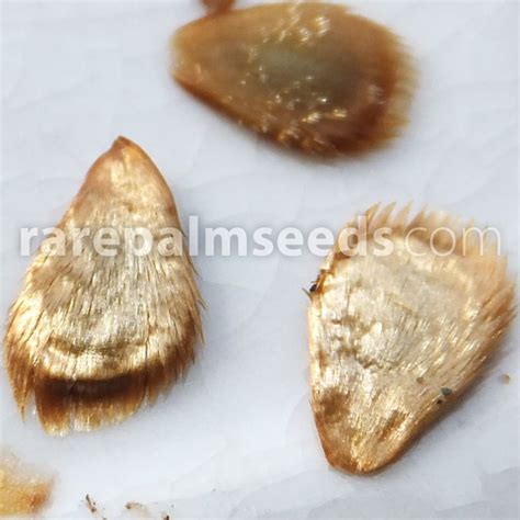 Melothria Dulcis Sweet Cucumber Buy Seeds At