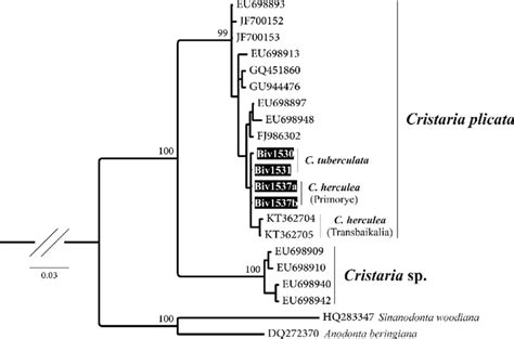 phylogenetic tree obtained by bayesian inference analysis using mtdna