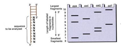 Solved Observe The Sanger Sequencing Scheme Below Of A