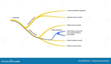 Oculomotor Nerve Anatomy Vector Illustration 324992434