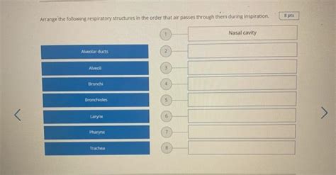 solved 8 pts arrange the following respiratory structures in