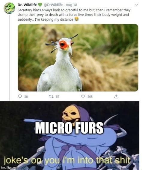 Microirl Rfurryirl