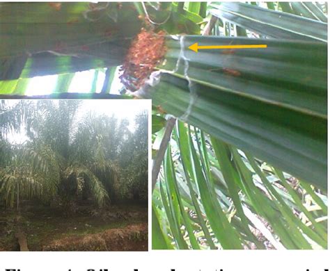 Figure 1 From Potentials Of Predators Of Weaver Ants Towards