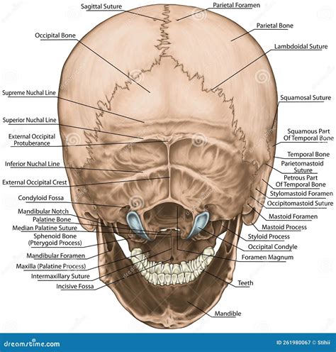 Back Of Head Skull Labeled