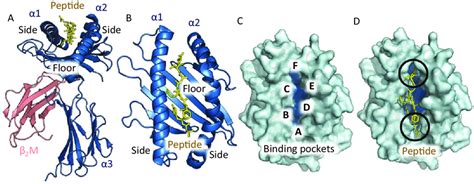 Overview Of The Phla I Complex And The Peptide Binding Groove A Side
