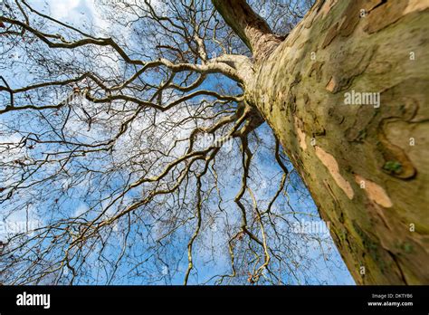 Oak Tree Without Leaves In The Sun Stock Photo Alamy