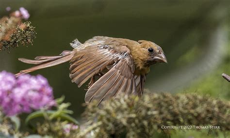 Single Point Technique Small Sensor Photography By Thomas Stirr
