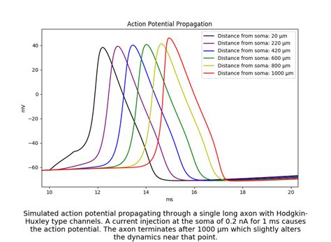Show And Tell Simulator For Conductance Based Models Lounge Htm Forum