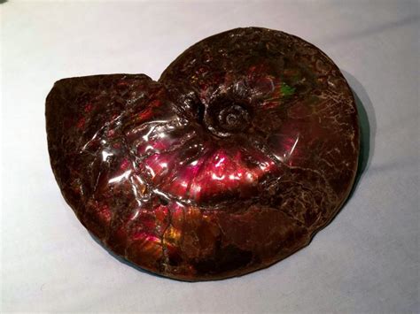 Ammonite Both Sides Placenticeras Meeki Böhm 1898 Catawiki