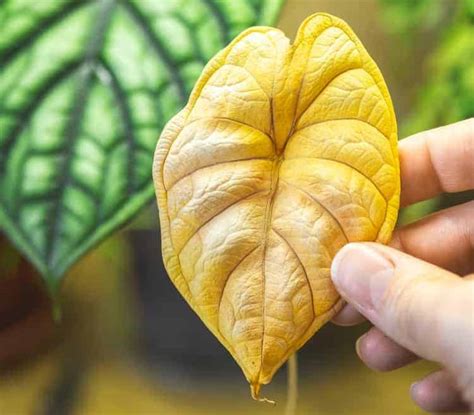 Alocasia Leaves Turning Yellow Common Causes And Fixes