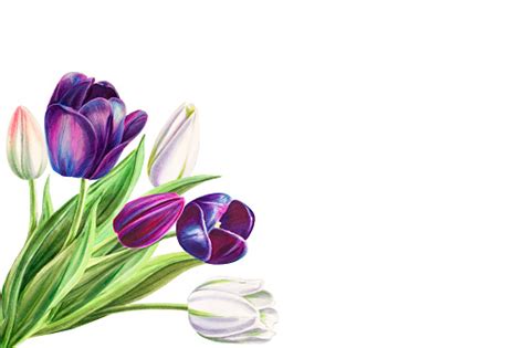 아름 다운 흑백 튤립 코너 구성 플로럴 컬렉션 마커 그리기 수채화 그림입니다 결혼식과 생일 꽃다발 0명에 대한 스톡 벡터 아트