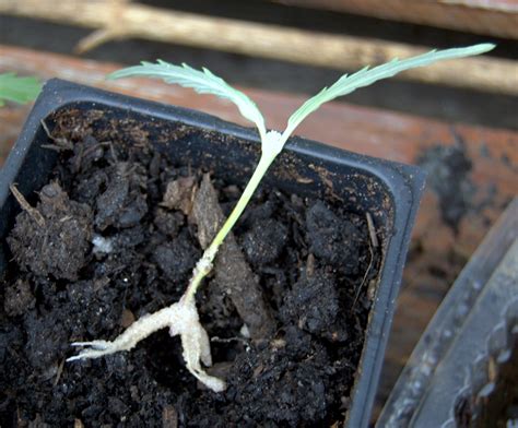 Plant Propagation The Basics Of Cuttings Growing The Home Garden