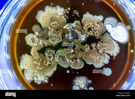 Mold In Petri Dish Stock Photo Alamy