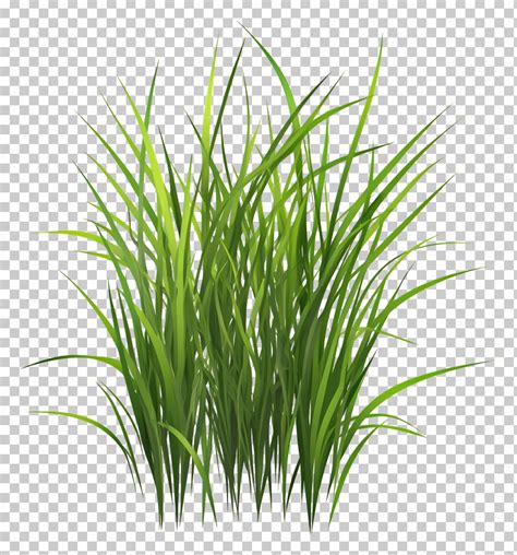 Grass Animated Green Grass Illustration Png Clipart Fresh Garden