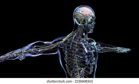 Human Brain Nervous System Anatomy Sections Stock Illustration Shutterstock